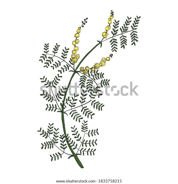 Vector Drawing Gum Arabic Flower Acacia Stock Vector (Royalty Free ...