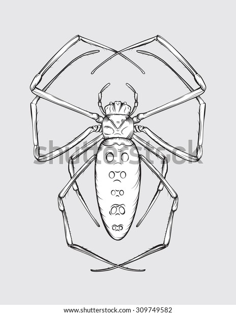 Vector Drawing Huge Spider Line Drawing Stock Vector (Royalty Free ...