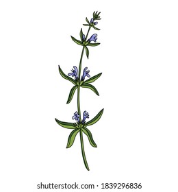 Vector Drawing Hyssophyssopus Officinalis Hand Drawn Stock Vector ...