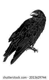 Vector Drawing Illustration Black Raven Bird Stock Vector (Royalty Free ...