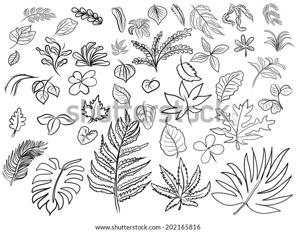 Vector Drawing Leaves On White Background Stock Vector (Royalty Free ...