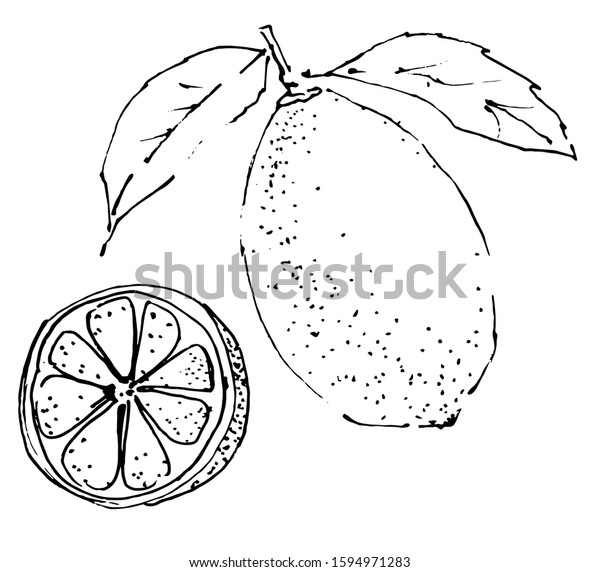 Vector Drawing Lime Ink Sketch Manual Stock Vector (Royalty Free ...