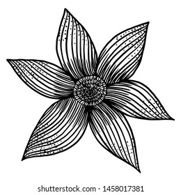 Vector Drawing Line Flower Flower Bloom Stock Vector (Royalty Free ...