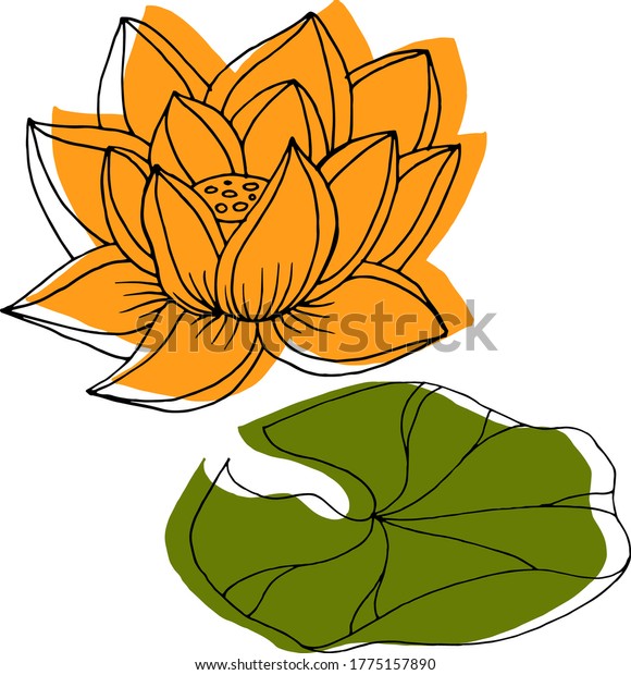 Vector Drawing Lotus Flowers Nature Sketch Stock Vector (Royalty Free ...