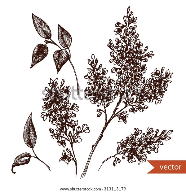 Stock vektor „Vector Drawing Pen Ink Drawing Lilac“ (bez autorských ...