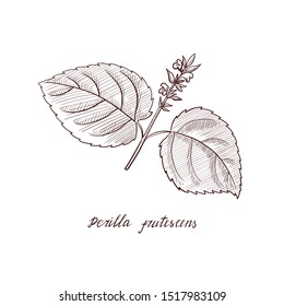 Vector Drawing Perilla Frutescens Plant Hand Stock Vector (Royalty Free ...