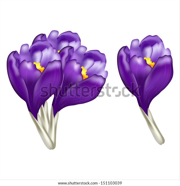 Vector Drawing Purple Crocus Single Flower Stock Vector (Royalty Free ...