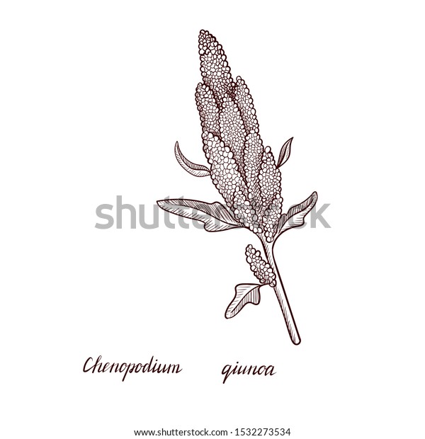 Vector Drawing Quinoa Plant Chenopodium Quinoa庫存向量圖 (免版稅) 1532273534