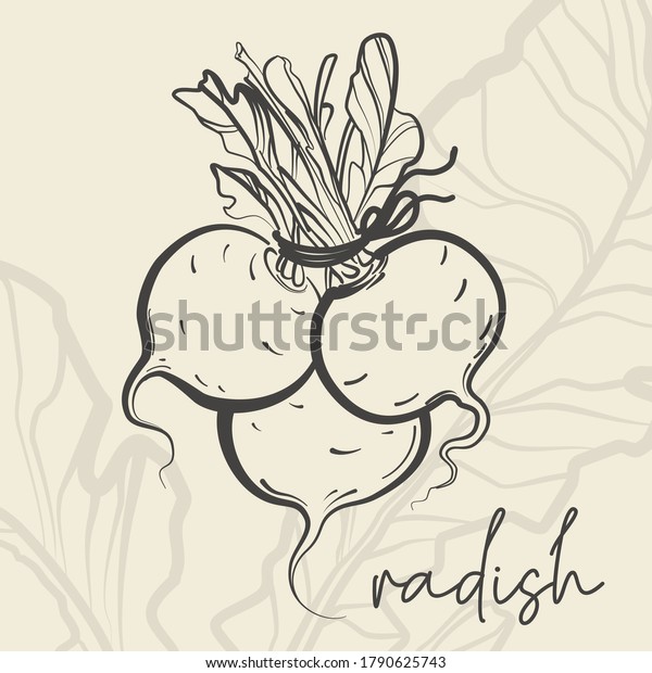 Vector Drawing Radish Sketch Illustration Simple Stock Vector (Royalty ...