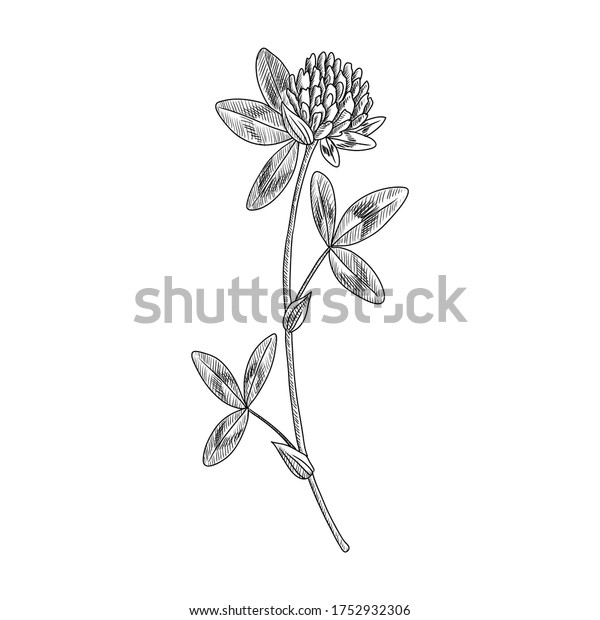 Vector Drawing Red Clover Trifolium Pratense Stock Vector (Royalty Free ...