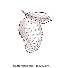 577 Soursop draw Images, Stock Photos & Vectors | Shutterstock
