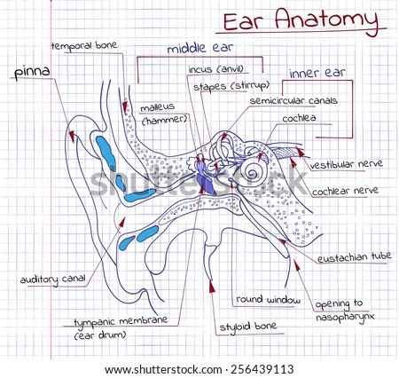 Vector Drawing Structure Human Ear School Stock Vector (Royalty Free ...