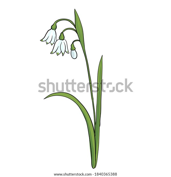 Vector Drawing Summer Snowflake Flower Leucojum Stock Vector (Royalty ...