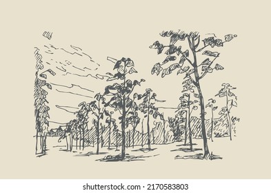 Vector Drawing Tree Plantation Paulownia Stock Vector (Royalty Free ...