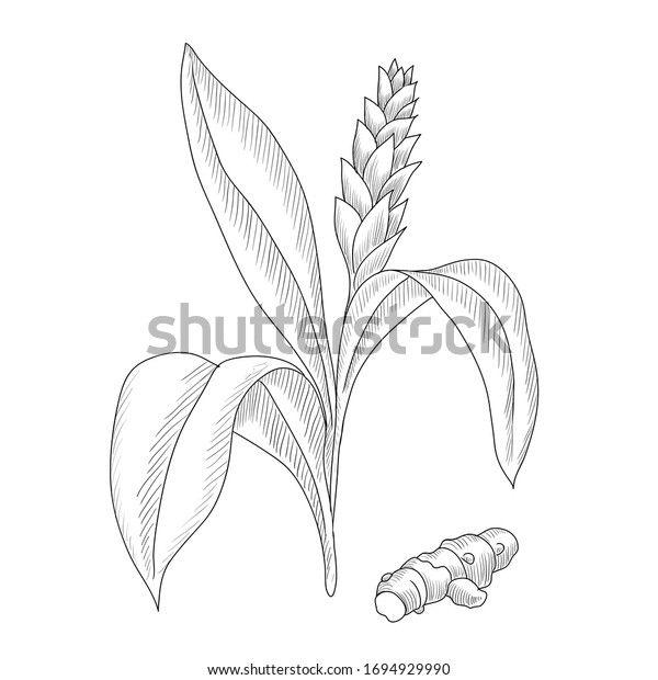 Vector Drawing Turmeric Plant Curcuma Longa Stock Vector (Royalty Free ...