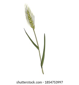 Vector Drawing Wheatgrass Triticum Aestivum Hand Stock Vector (Royalty ...