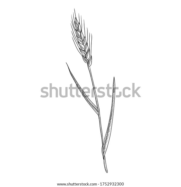 Vector Drawing Wheatgrass Triticum Aestivum Hand: เวกเตอร์สต็อก (ปลอด ...