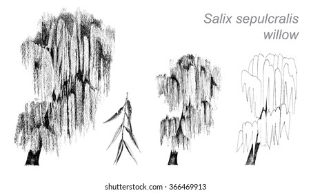 Salix vector : 241 images, photos et images vectorielles de stock ...