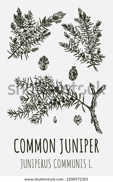 Vector Drawings Juniper Hand Drawn Illustration Stock Vector (Royalty ...