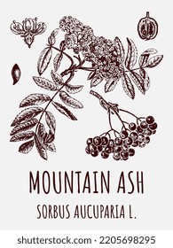 Vector Drawings Mountain Ash Hand Drawn Stock Vector (Royalty Free ...