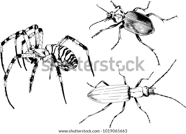 Vector Drawings Sketches Different Insects Bugs Stock Vector (Royalty ...