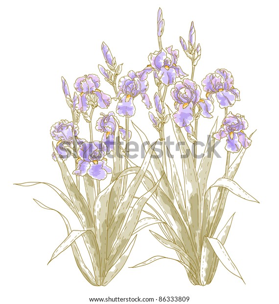 Vector Drawn Iris Bush On White Stock Vector (Royalty Free) 86333809 ...
