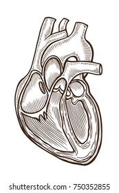 Vector Engraving Heart Vector Hand Drawn Stock Vector (Royalty Free ...