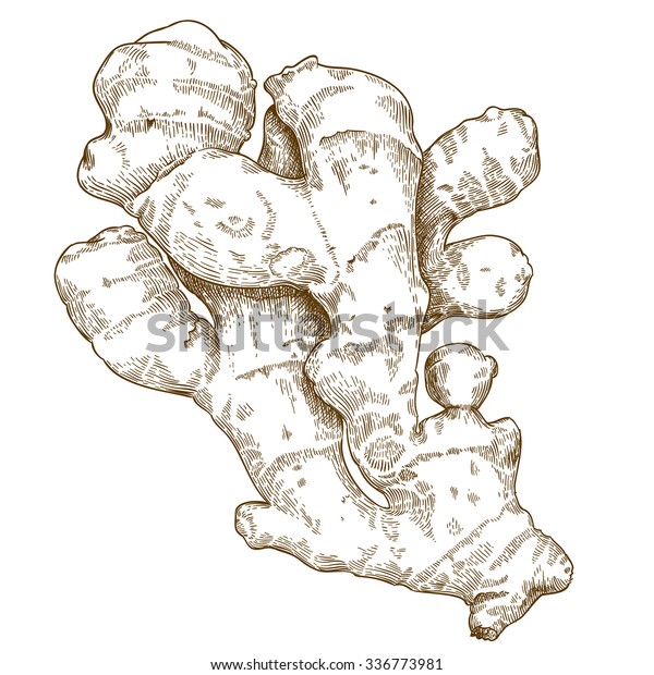 Vector Engraving Illustration Hand Drawn Ginger Stock Vector (Royalty ...