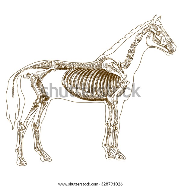566 Endoskeletons Images, Stock Photos & Vectors | Shutterstock