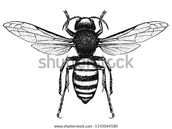 Vector Engraving Illustration Wasp Black White Stock Vector (Royalty ...