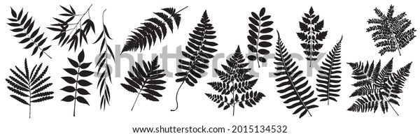 24,271 Fern Drawing Vector Images, Stock Photos & Vectors | Shutterstock