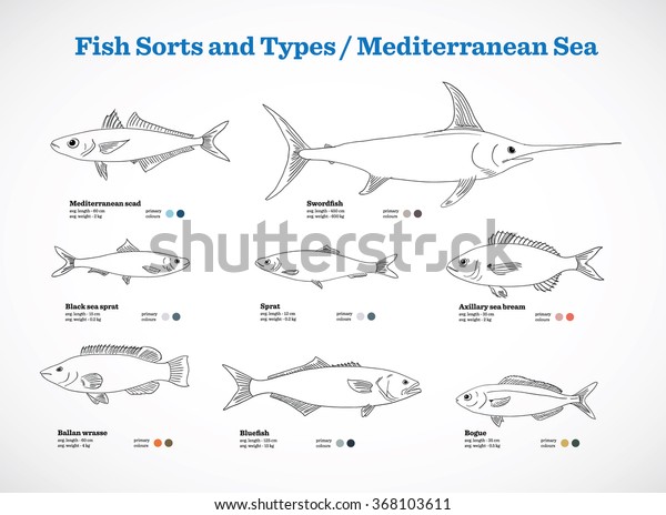 Vector Fish Sorts Types Mediterranean Sea Stock Vector (Royalty Free ...