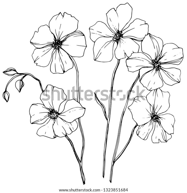 Vector Flax Floral Botanical Flower Wild Stock Vector (Royalty Free ...