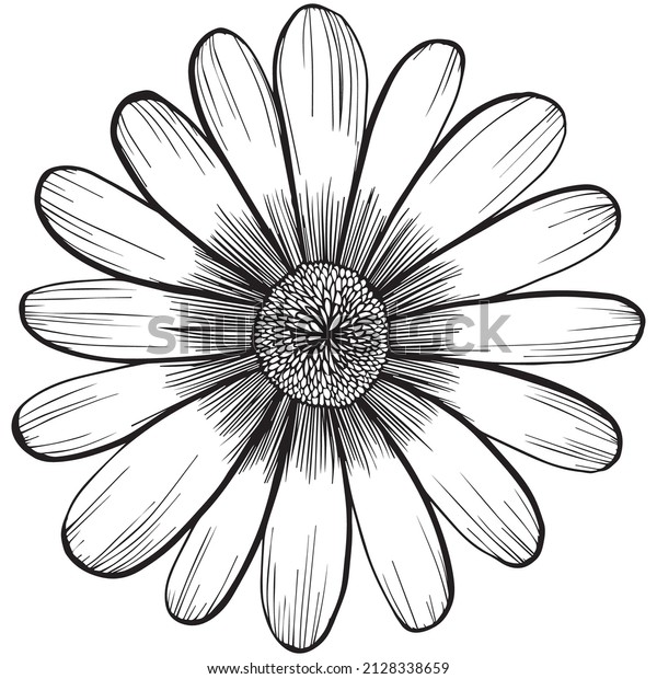 Vector Flower Line Drawing Stock Vector (Royalty Free) 2128338659 ...