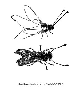 Vector Graphic Illustration Hand Drawn Fly Stock Vector (Royalty Free ...
