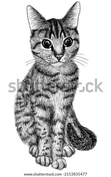 Vector Graphic Linear Illustration Tabby Cat Stock Vector (Royalty Free ...