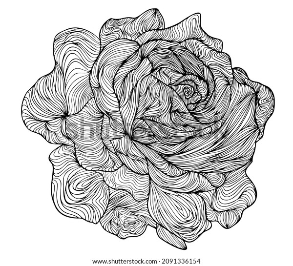 Vector Graphics Line Art Flower Rose Stock Vector (Royalty Free ...