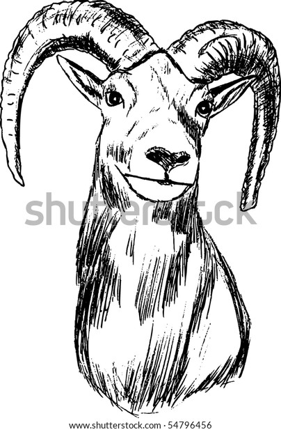 Vector Hand Draw Mouflon Portrait Isolated Stock Vector (Royalty Free ...