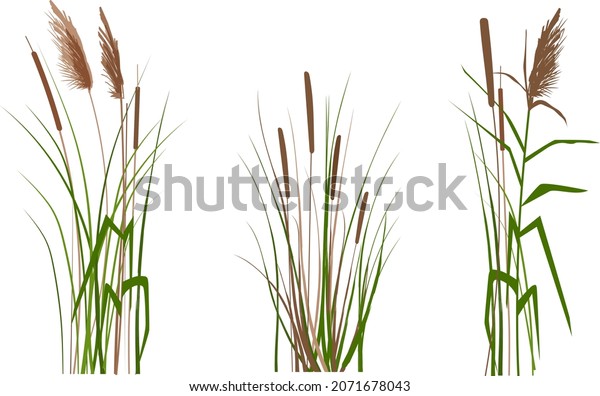 Vector Hand Drawing Sketch Reeds Cane Stock Vector (Royalty Free ...