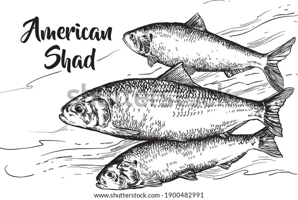 Vector Hand Drawn American Shad Fish Stock Vector (Royalty Free ...