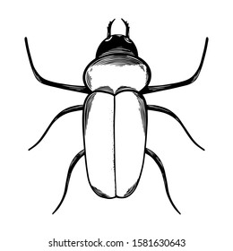 Vector Hand Drawn Beetle Vector Illustration Stock Vector (Royalty Free ...