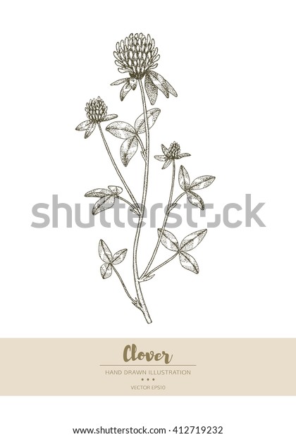 Vector Hand Drawn Clover Plant Illustration Stock Vector (Royalty Free ...
