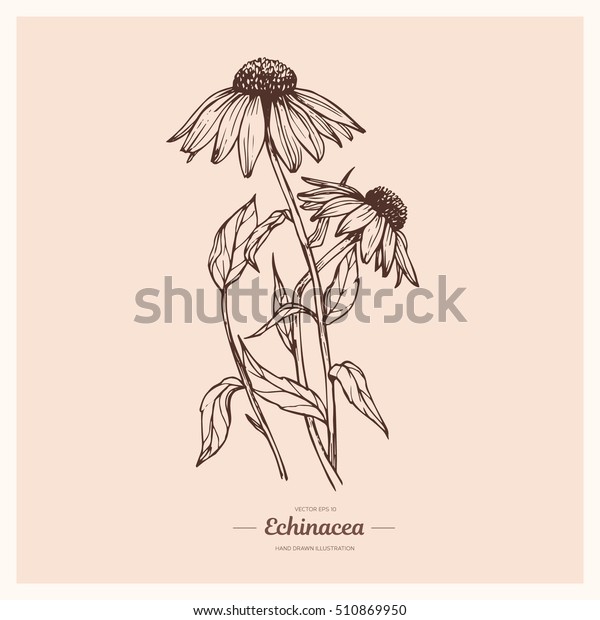 Vector Hand Drawn Echinacea Illustration Vintage Stock Vector (Royalty ...