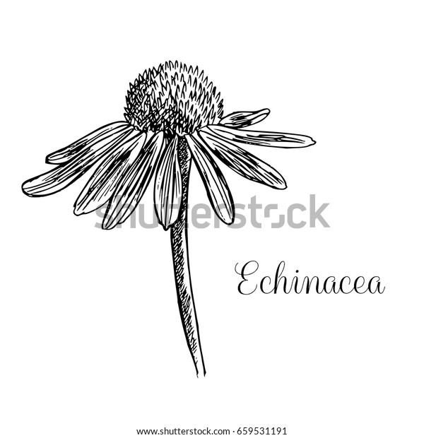 Vector Hand Drawn Echinacea Illustration Stock Vector (Royalty Free ...