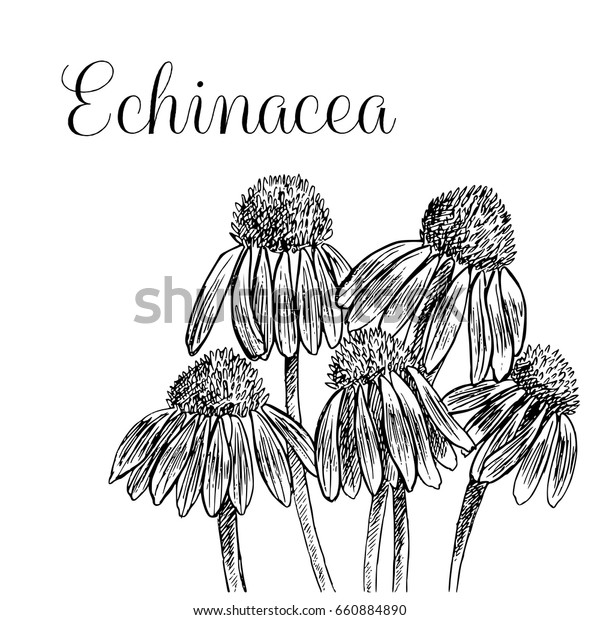 Vector Hand Drawn Illustration Echinacea Stock Vector (Royalty Free ...