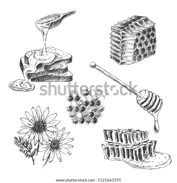 Vector Hand Drawn Illustration Honey Sketch Stock Vector (Royalty Free ...
