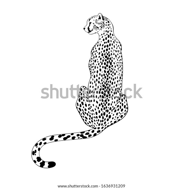 Vector Hand Drawn Illustration Sitting Cheetah 스톡 벡터(로열티 프리) 1636931209 ...