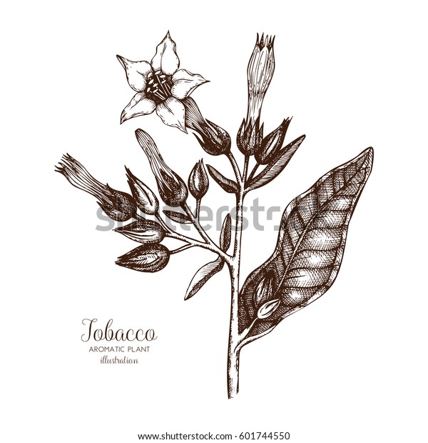 Vector Hand Drawn Illustration Tobacco On Stock Vector (Royalty Free ...