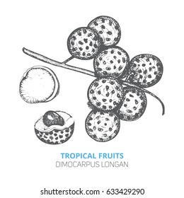 1,027 Longan Drawing Images, Stock Photos & Vectors | Shutterstock
