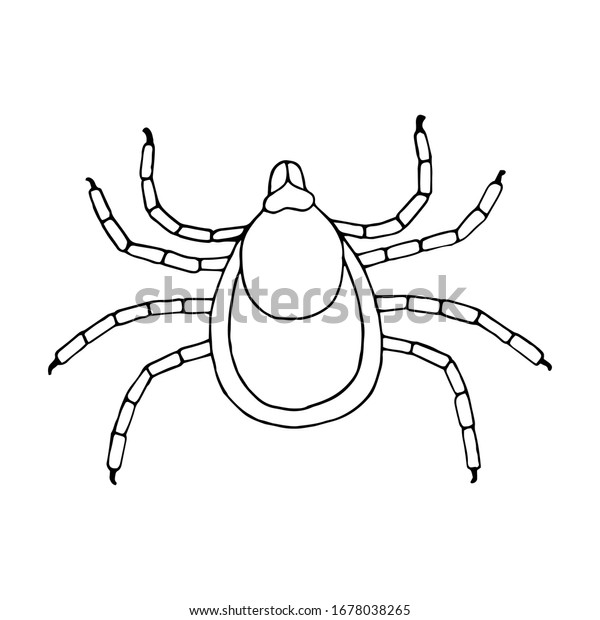 Vector Hand Drawn Mite Outline Doodle Stock Vector (Royalty Free ...